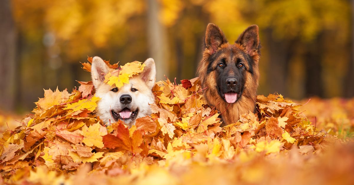 Preparing Your Dog for the Transition into Autumn – Simply Spoilt