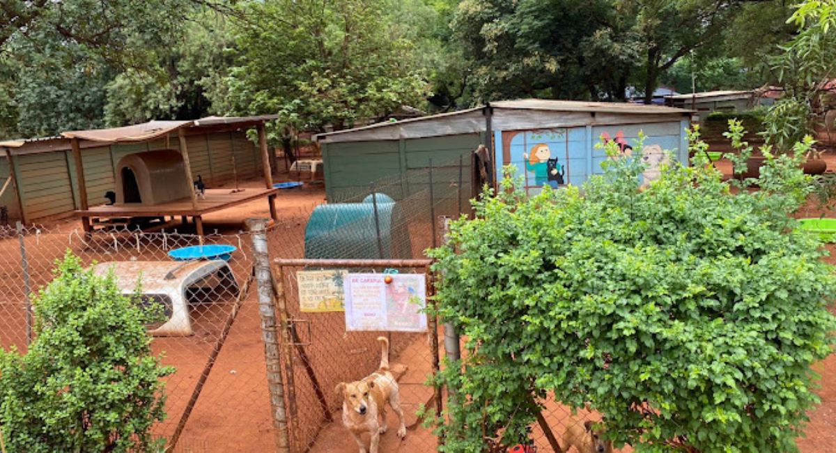 Wollies Animal Shelter | Animal Shelter in Pretoria South Africa ...